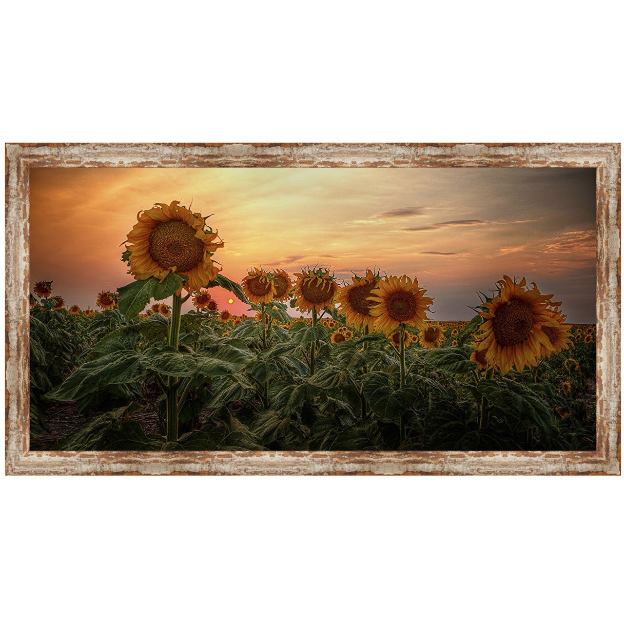 sunflower framing