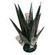 Dark Green Mezcal Tequila Set - Large | Lone Star Western Decor