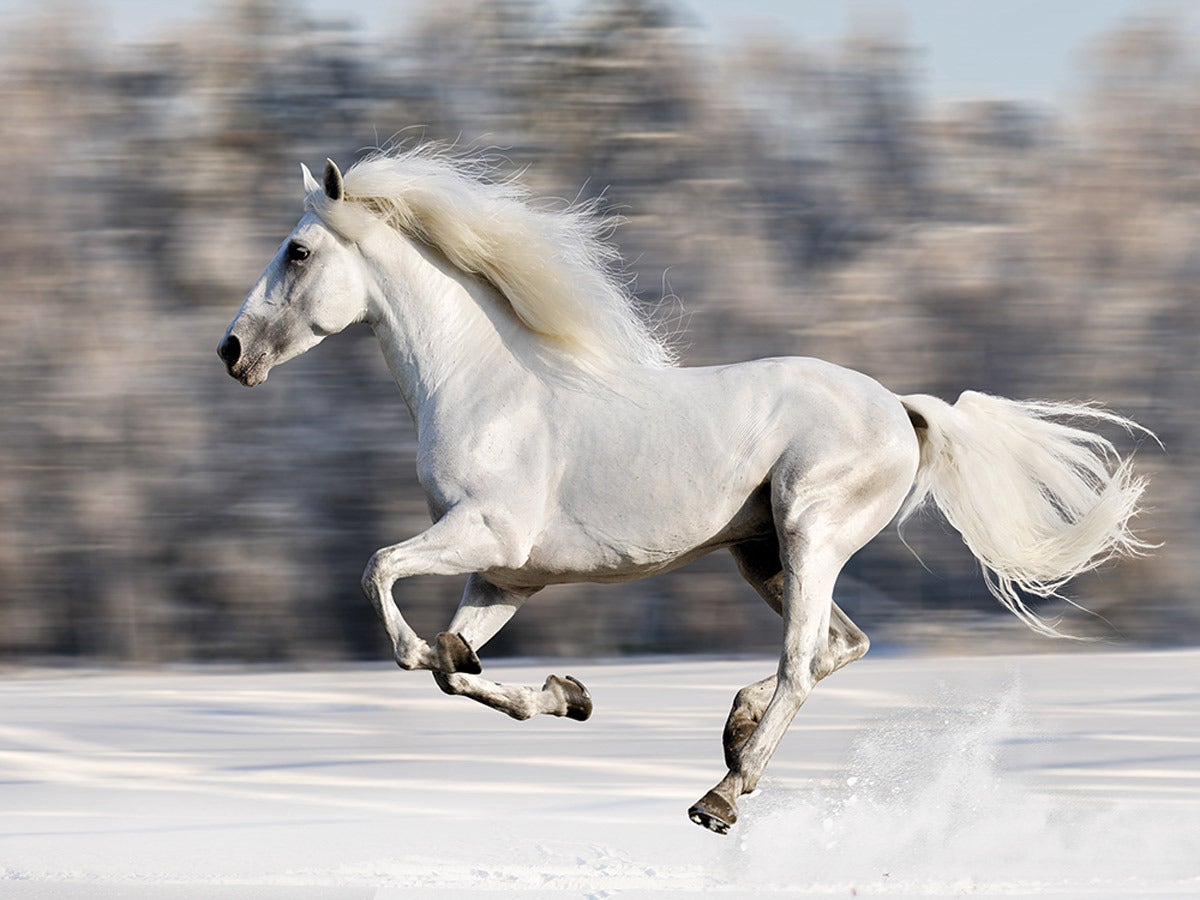 horse print out pictures